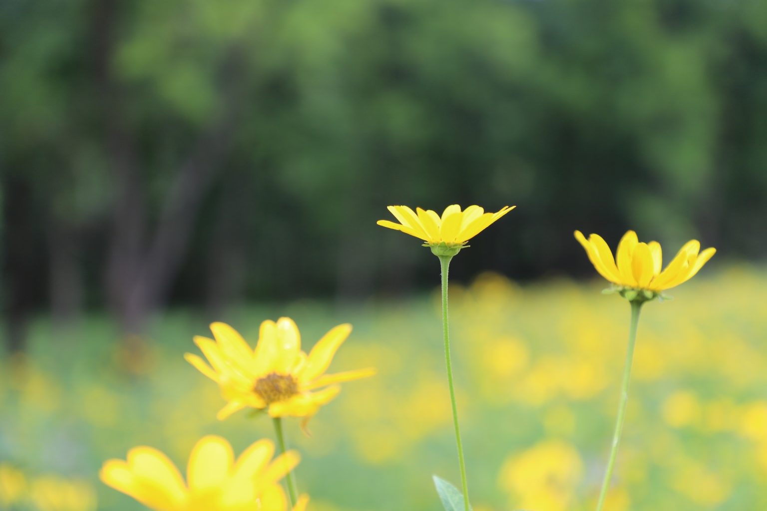 Accessing Mediacom MCHSI Email with Microsoft Outlook – Iowa City Tech